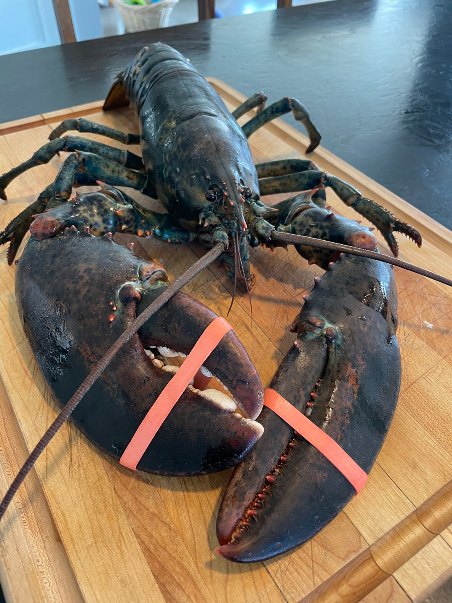 Homard Vivant de la Gaspésie iles de la madeleine | Ultra frais ...